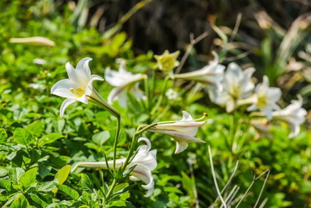 20 Enchanting Fragrant Lilies That Smell Heavenly