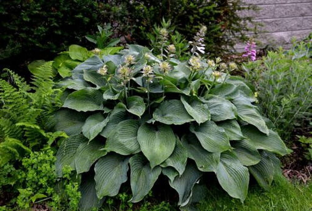 59 Stunning Types of Hostas: Discover These Beautiful Varieties