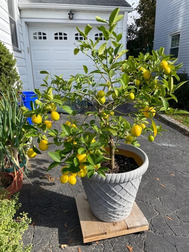 22 Amazing Fruit Trees that Grow in NC