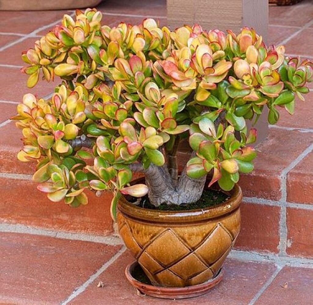 33 Stunning Types of Jade Plants to Brighten Any Space