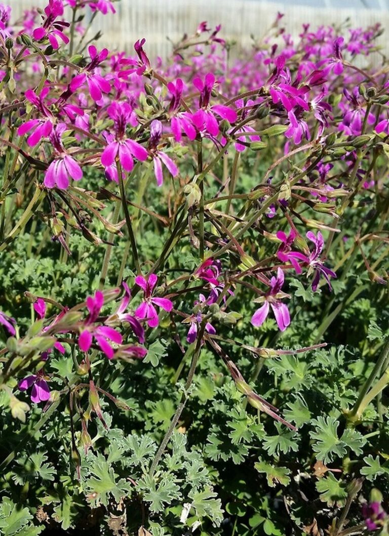23 Enchanting Purple Flowers That Smell Heavenly