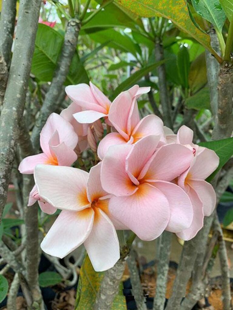 19 Amazing Flowers with 5 Petals That Brighten Any Garden