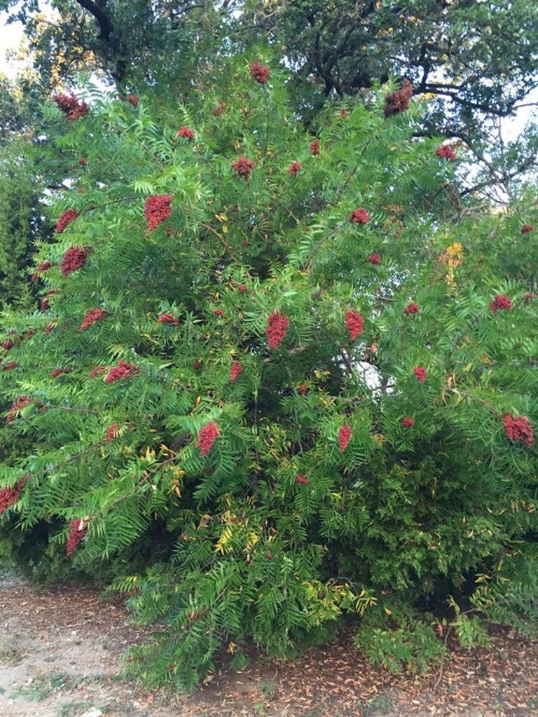 23 Stunning Trees with Red Berries for a Vibrant Garden