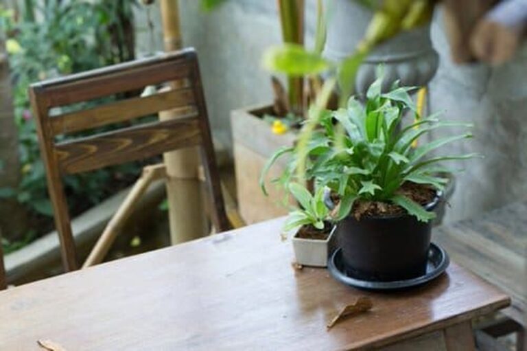 20 Charming Table Decorating Ideas with Small Potted Houseplants