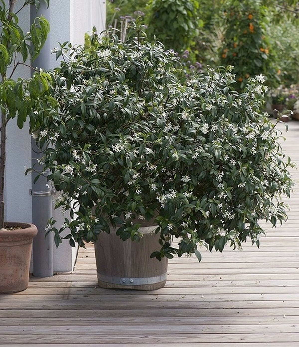 8 Amazing Indoor Jasmine Varieties to Transform Your Home