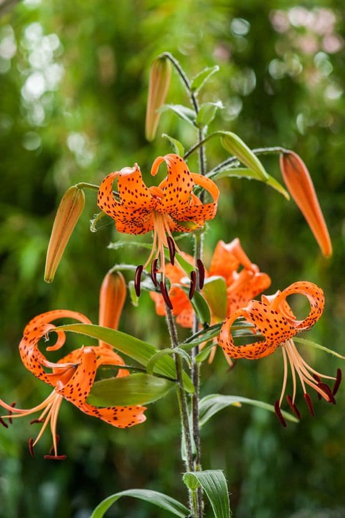 13 Beautiful Russian Flowers That Bloom Across The Land