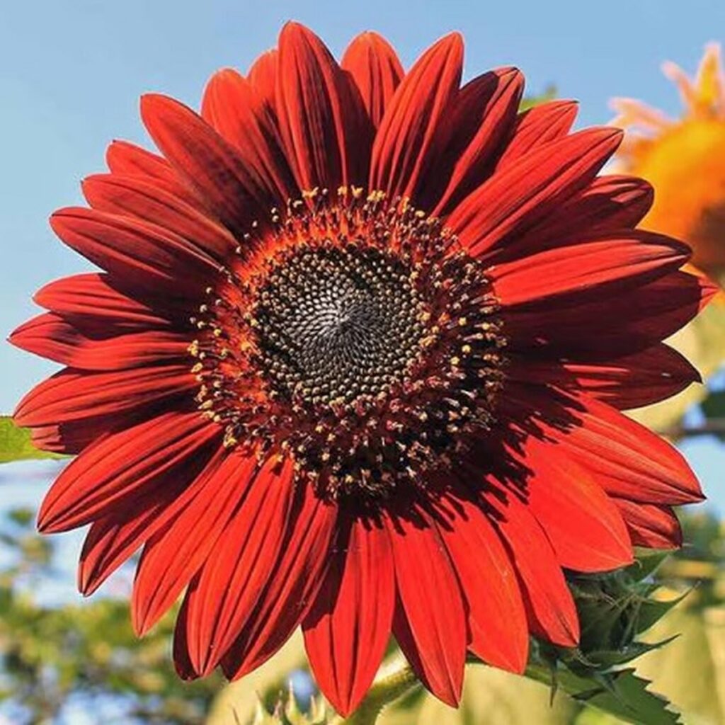 15 Popular Red Sunflower Varieties To Know