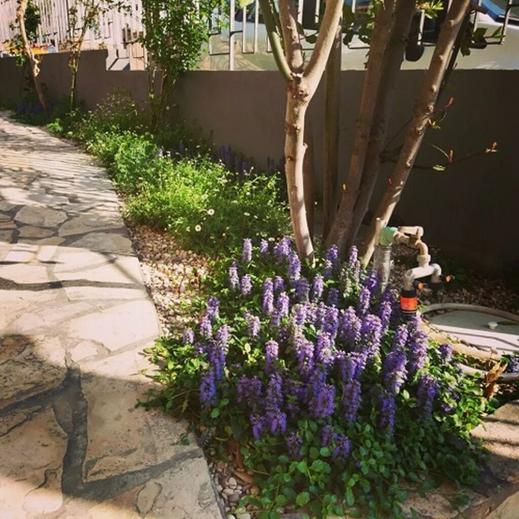 50 Vibrant Plants to Grow Under Big Trees That Thrive in Shade