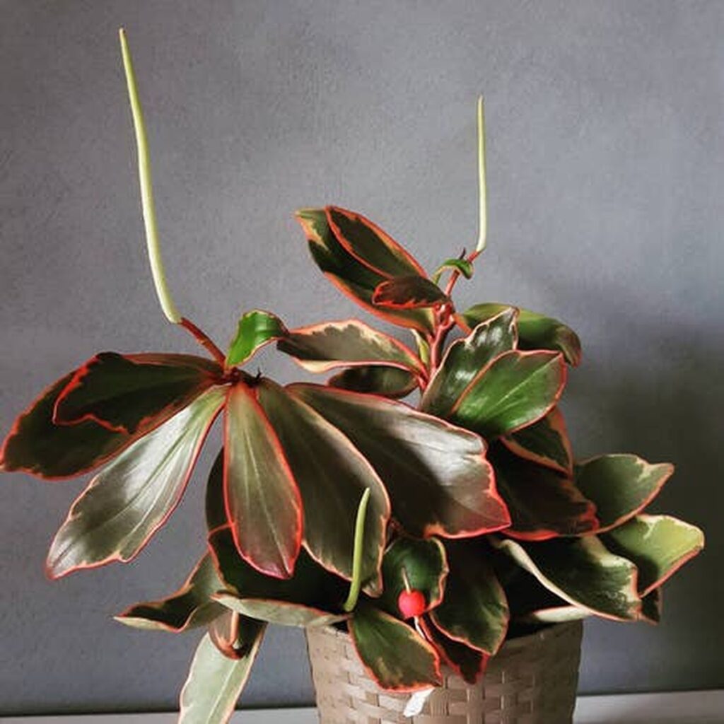 22 Stunning Houseplants with Red and Green Leaves to Brighten Your Home