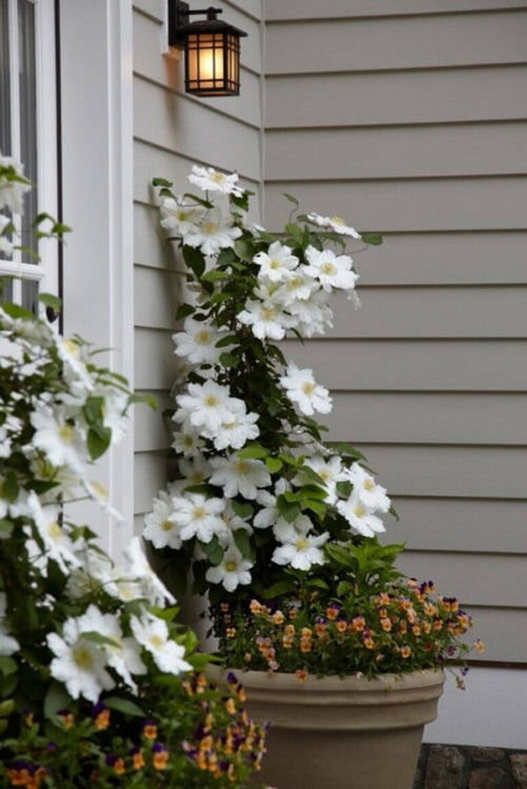 27 Stunning Ideas with Clematis in the Garden to Inspire You