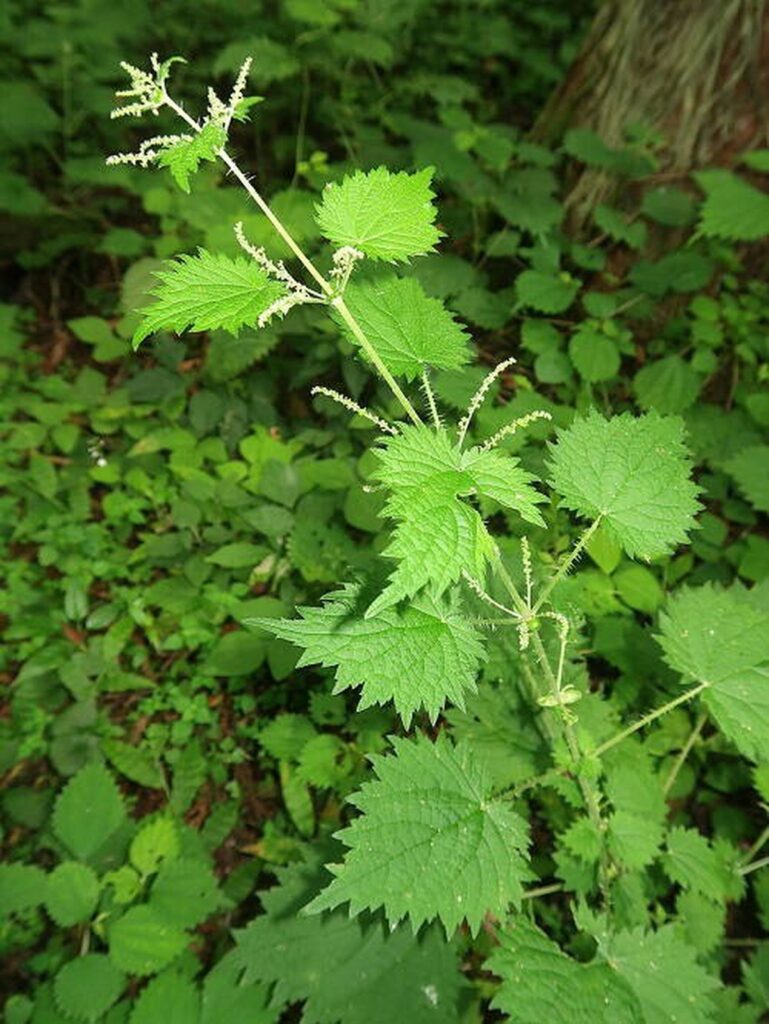 8 Painful Plants with Stinging Hairs to Watch Out For