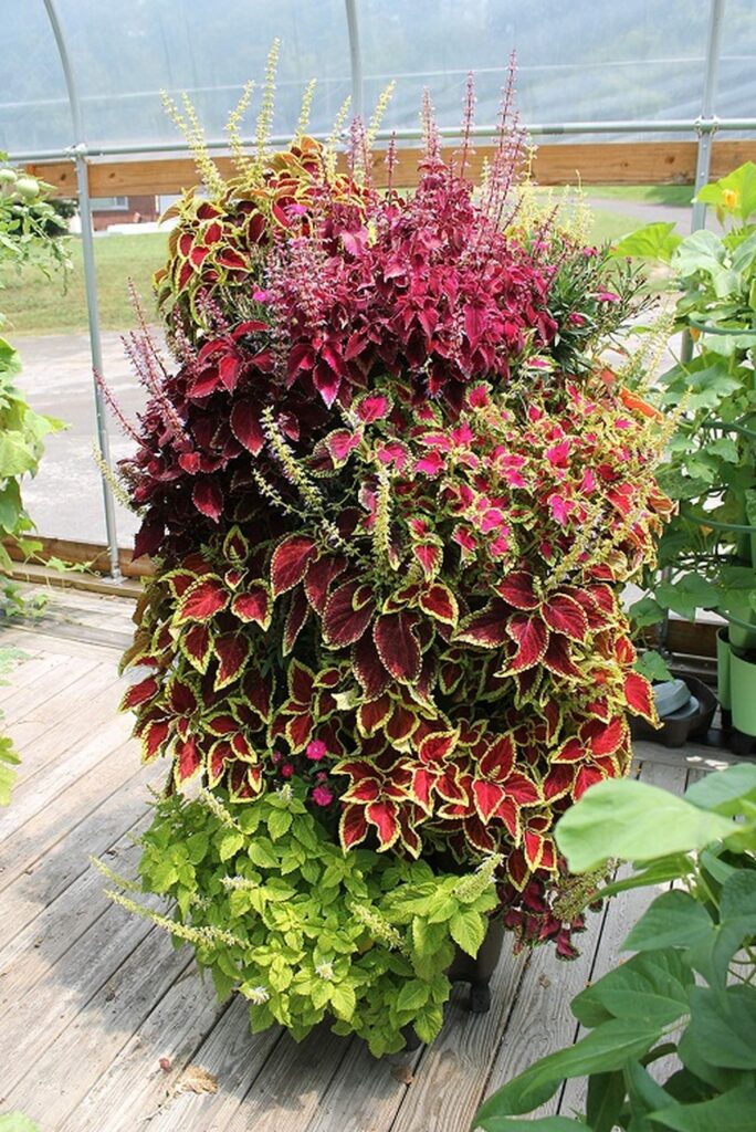 25 Brilliant Coleus Landscaping Ideas That Transform Gardens