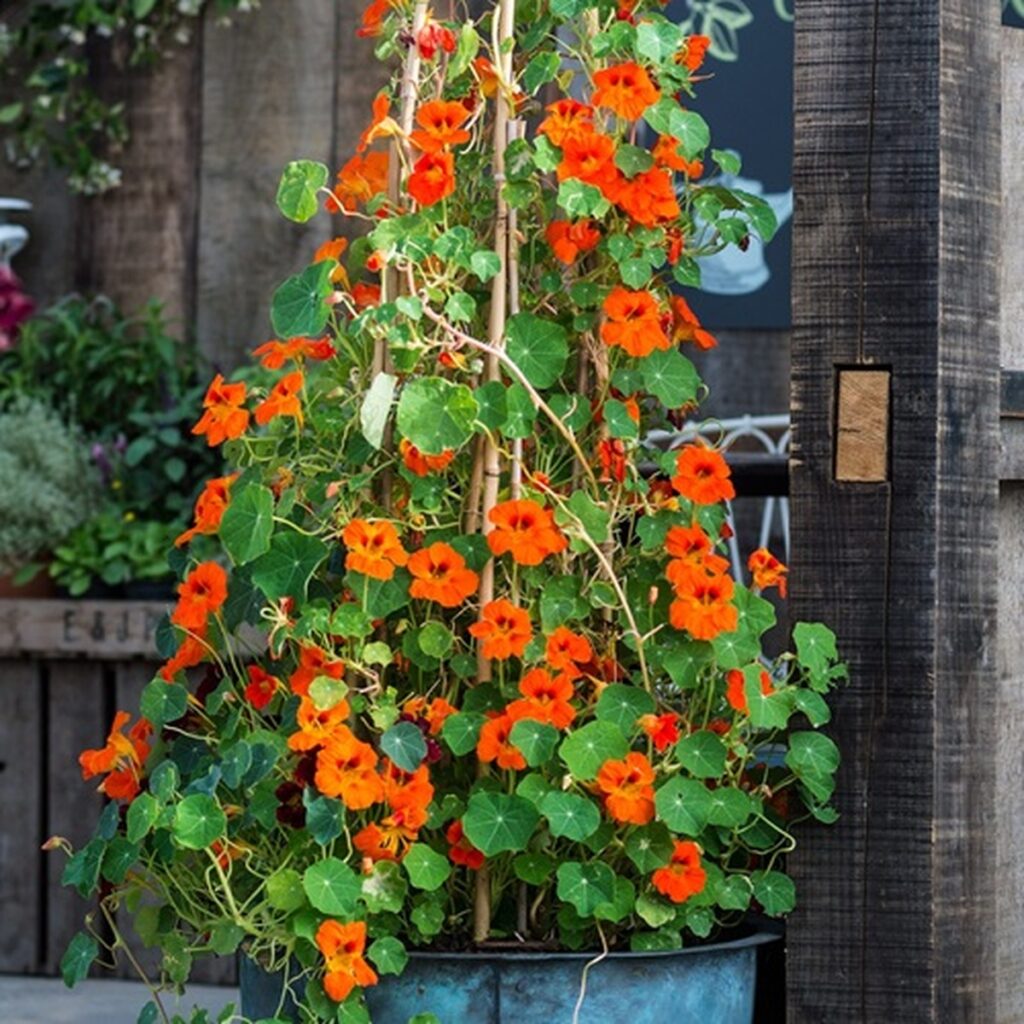 22 Beautiful French Flowers To Brighten Up Your Garden Today