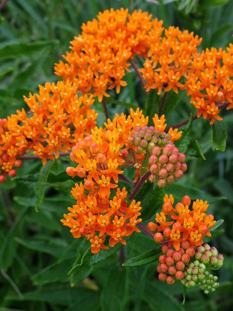 17 Gorgeous Ohio Perennial Flowers That Thrive in Any Garden