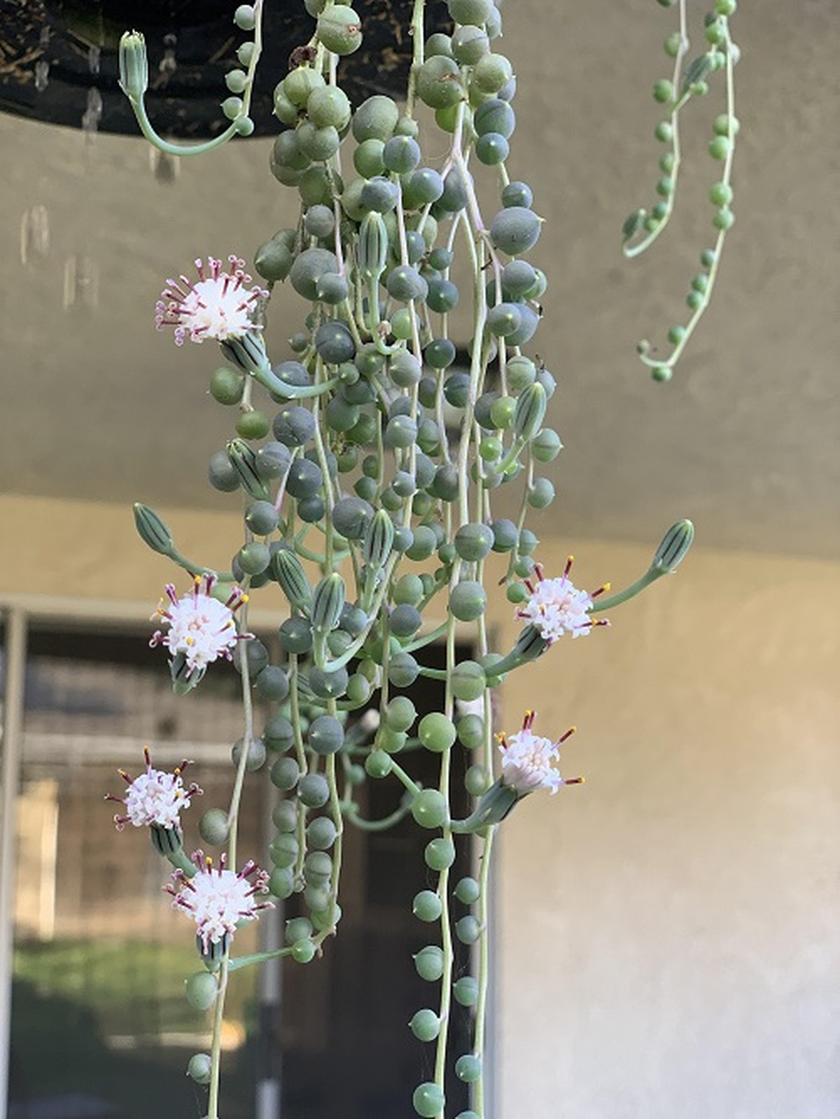How to Make String of Pearls Flower Beautifully?