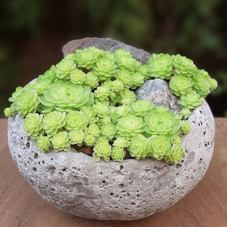 25 Adorable Tiny Mini Succulents for Your Charming Garden