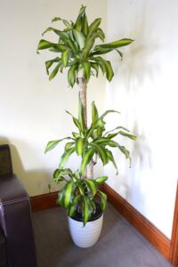 26 Enchanting Trees You Can Grow Indoors for a Cozy Oasis