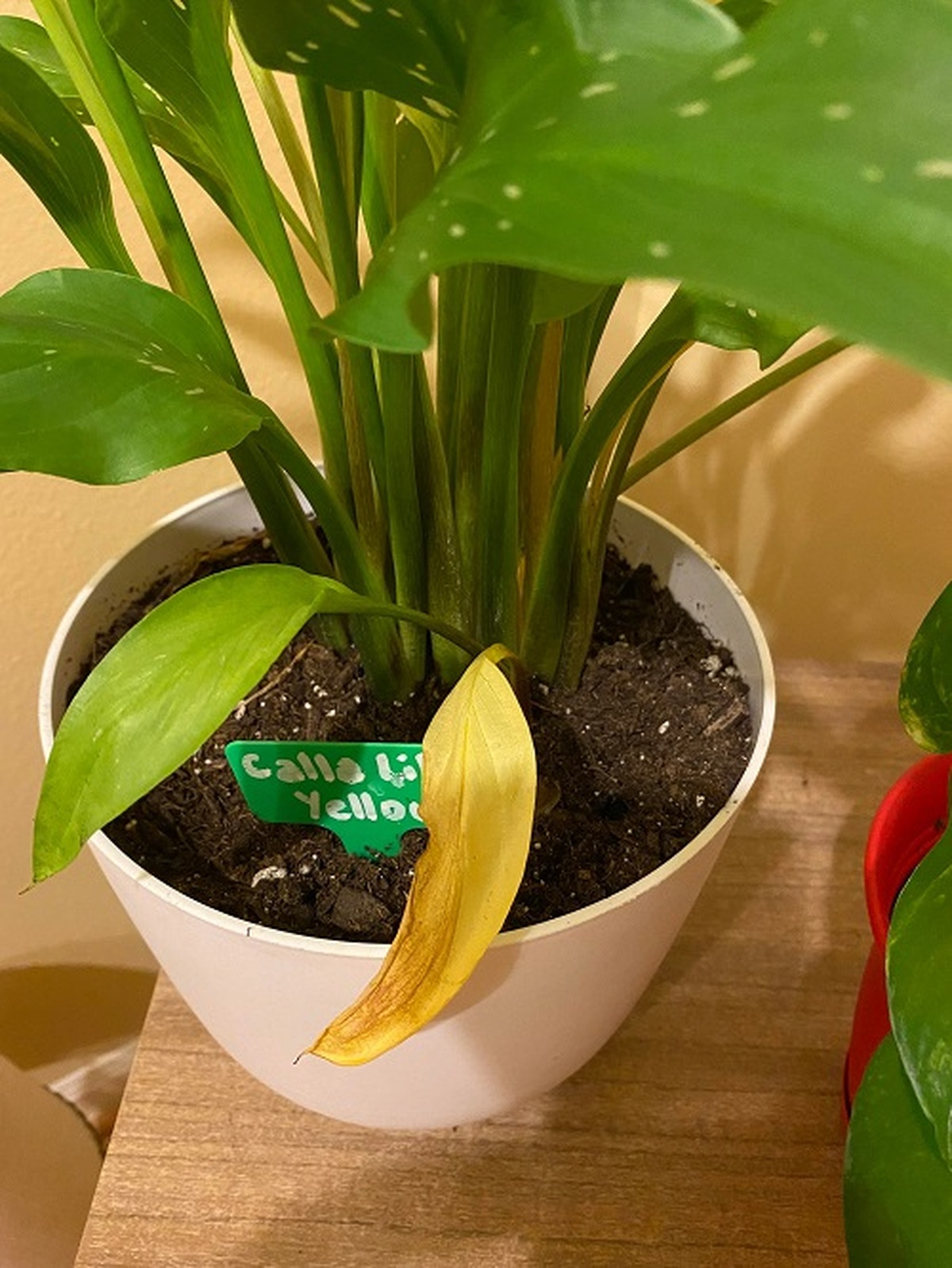 8 Simple Reasons Why Are My Calla Lily Leaves Turning Yellow & Fixes