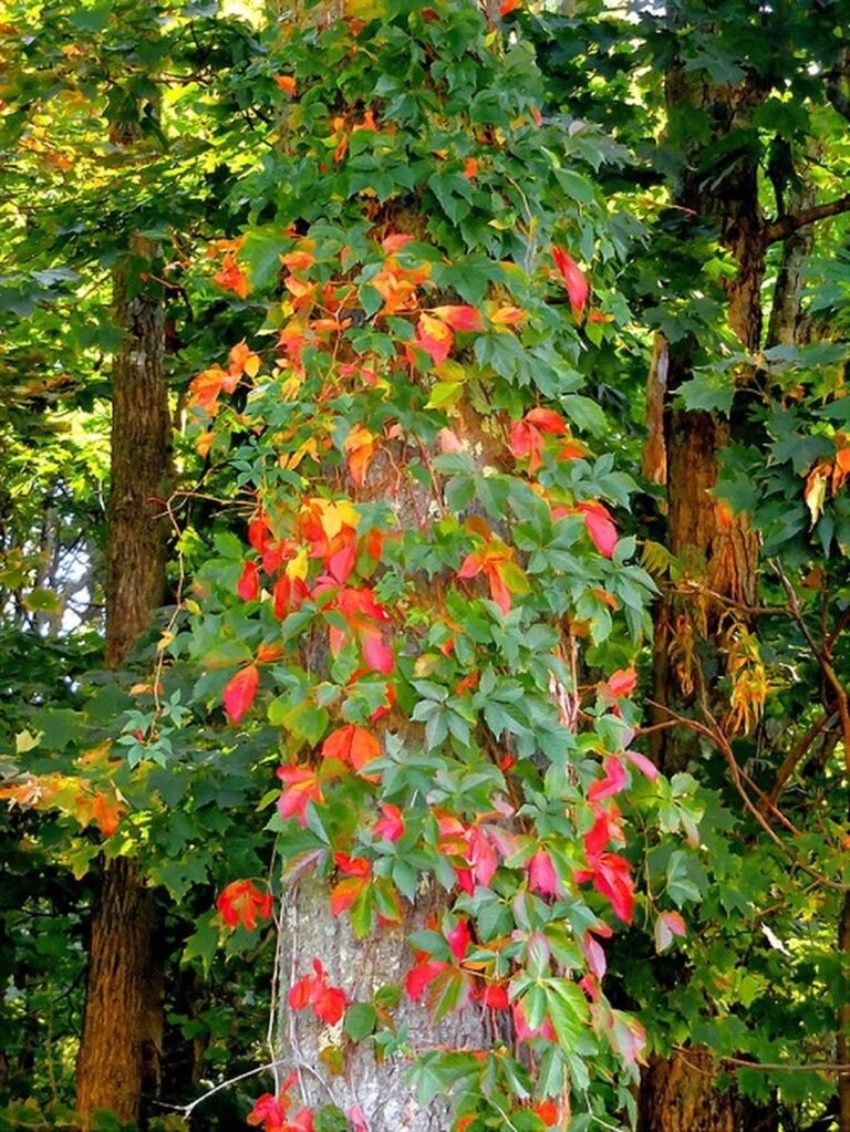 11 Surprising Vines That Kill Trees: Beware These Sneaky Climbers