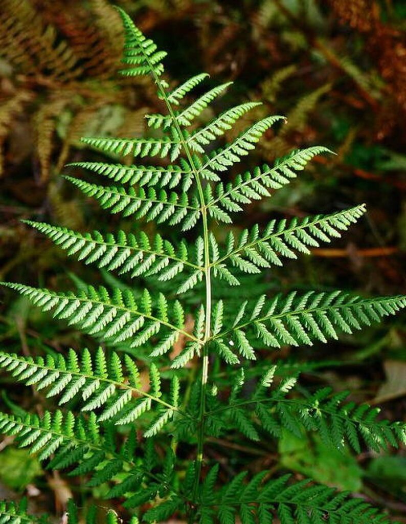 10 Must-Known Edible Ferns for Your Tasty Meals