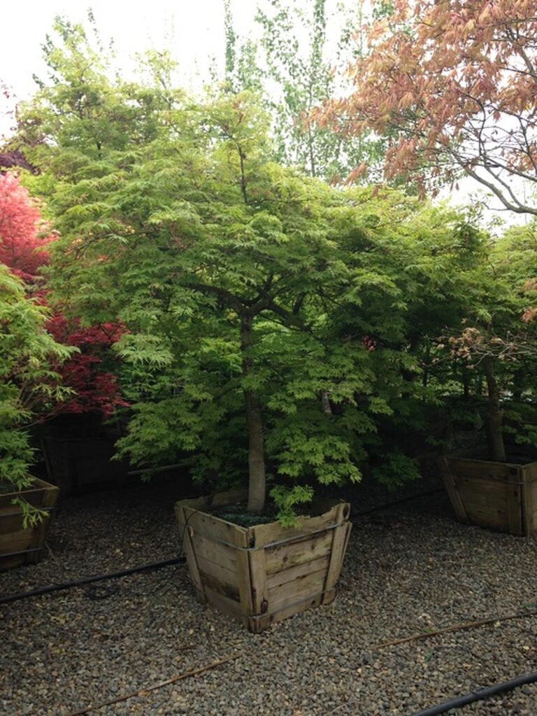 21 Gorgeous Maple Tree Varieties Perfect for Container Gardening