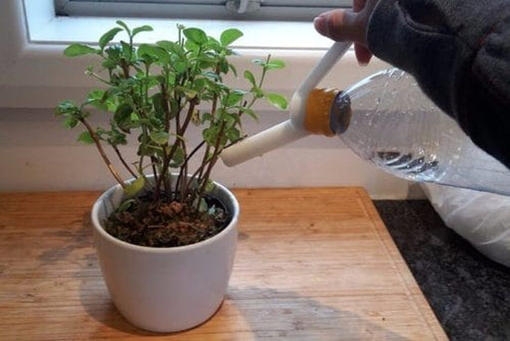 20 Delightful DIY Watering Can Ideas You Can Make for Free