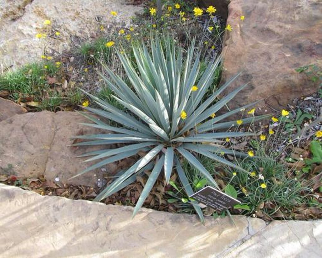 24 Stunning Yucca Plant Varieties for Your Garden Paradise
