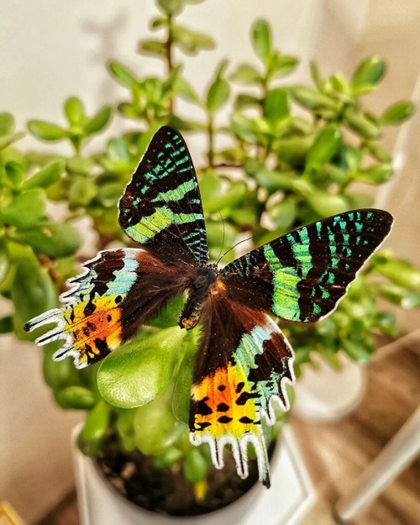 28 Adorable Moths That Are As Beautiful As Butterflies