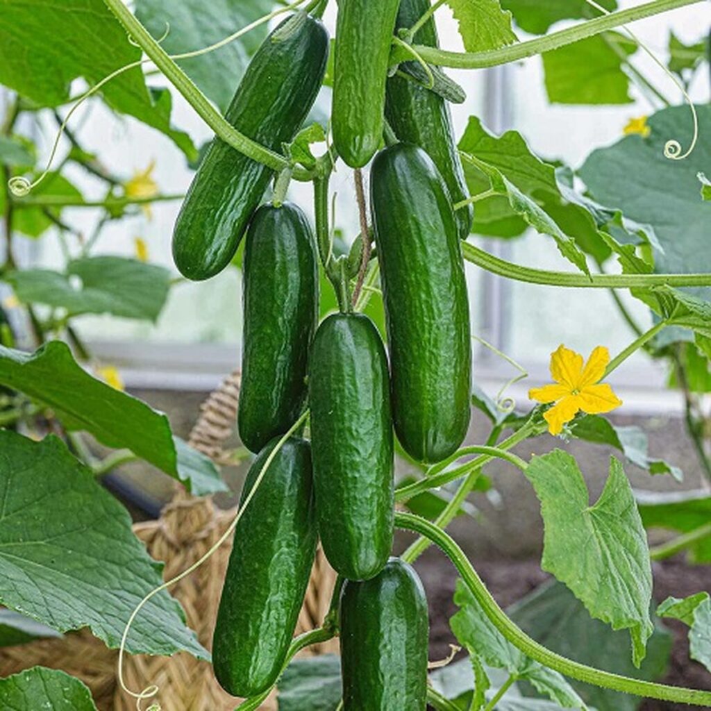 20 Delightful Mini Cucumber Varieties for Your Garden Delight