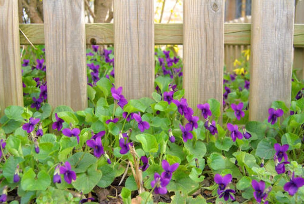 47 Most Fragrant Flowers That Fill Gardens With Sweet Scents