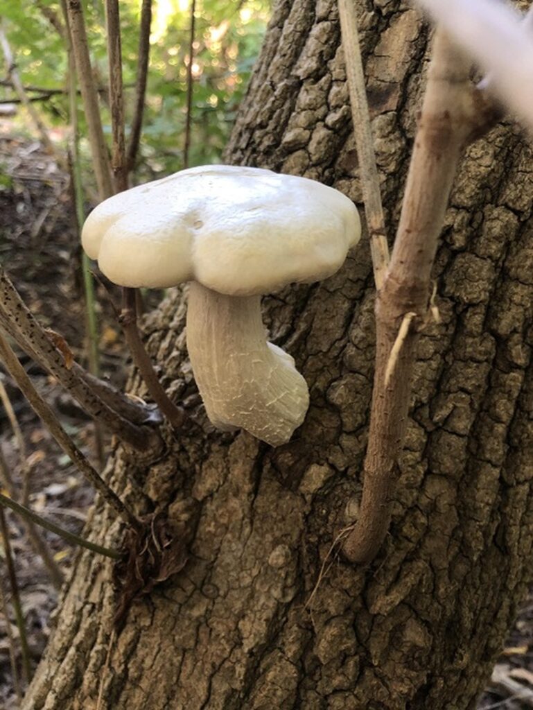 22 Delicious Edible Mushrooms that Grow on Trees to Try Today