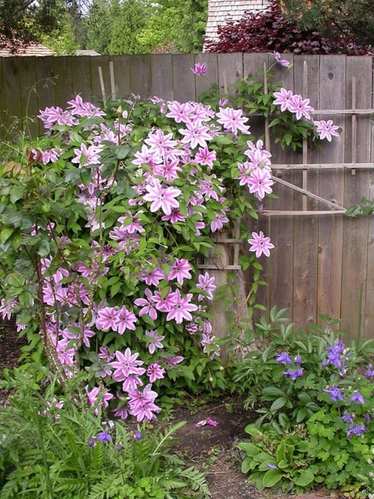 53 Gorgeous Flowering Vines and Climbers for Garden & Containers
