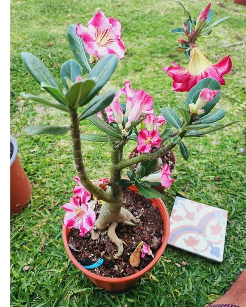 35 Different Types of Desert Rose Varieties to Fall in Love With