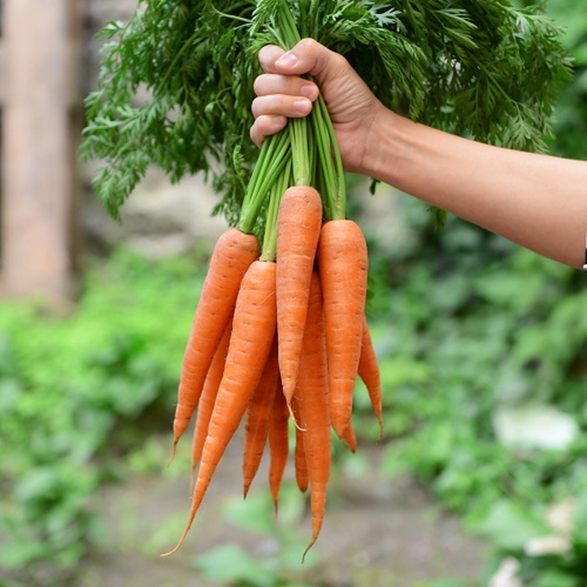 7 Vibrant Red Root Vegetables to Brighten Your Garden