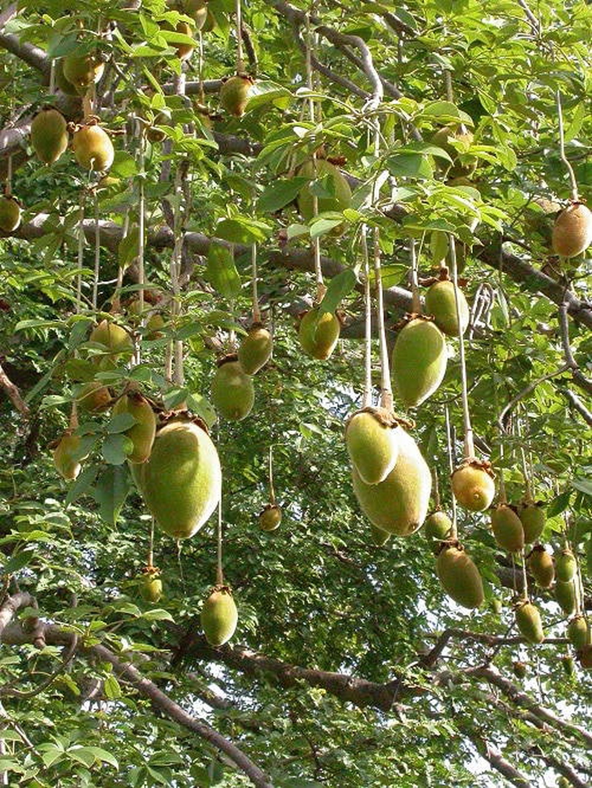 8 Delicious African Vegetables That Thrive in African Soil
