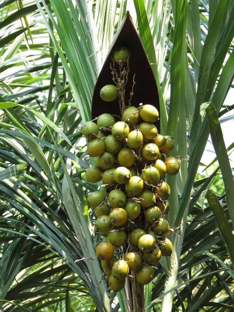 10 Different Palm Fruits to Enjoy from Vibrant Palm Trees