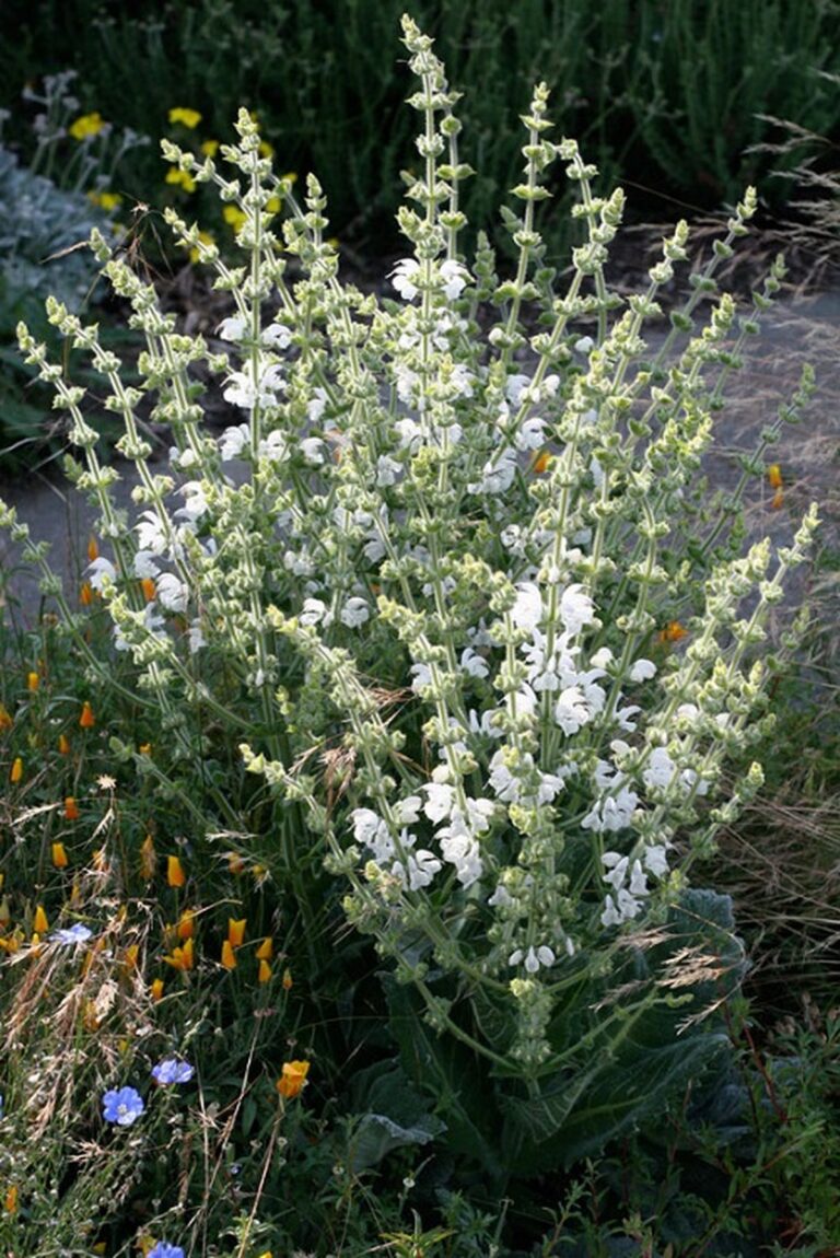 10 Stunning Gray Flower Names That Bloom with Elegance