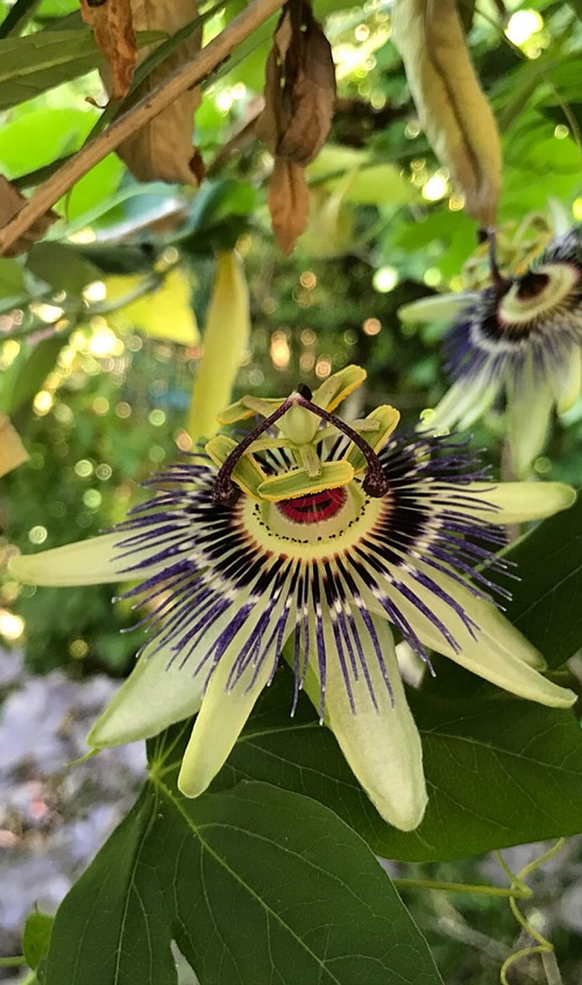 11 Gorgeous Flowers with Smiley Faces That Brighten Any Day