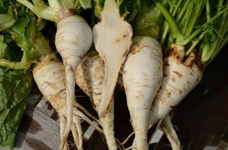 23 Delicious Types of Turnips: Best Varieties for Your Garden