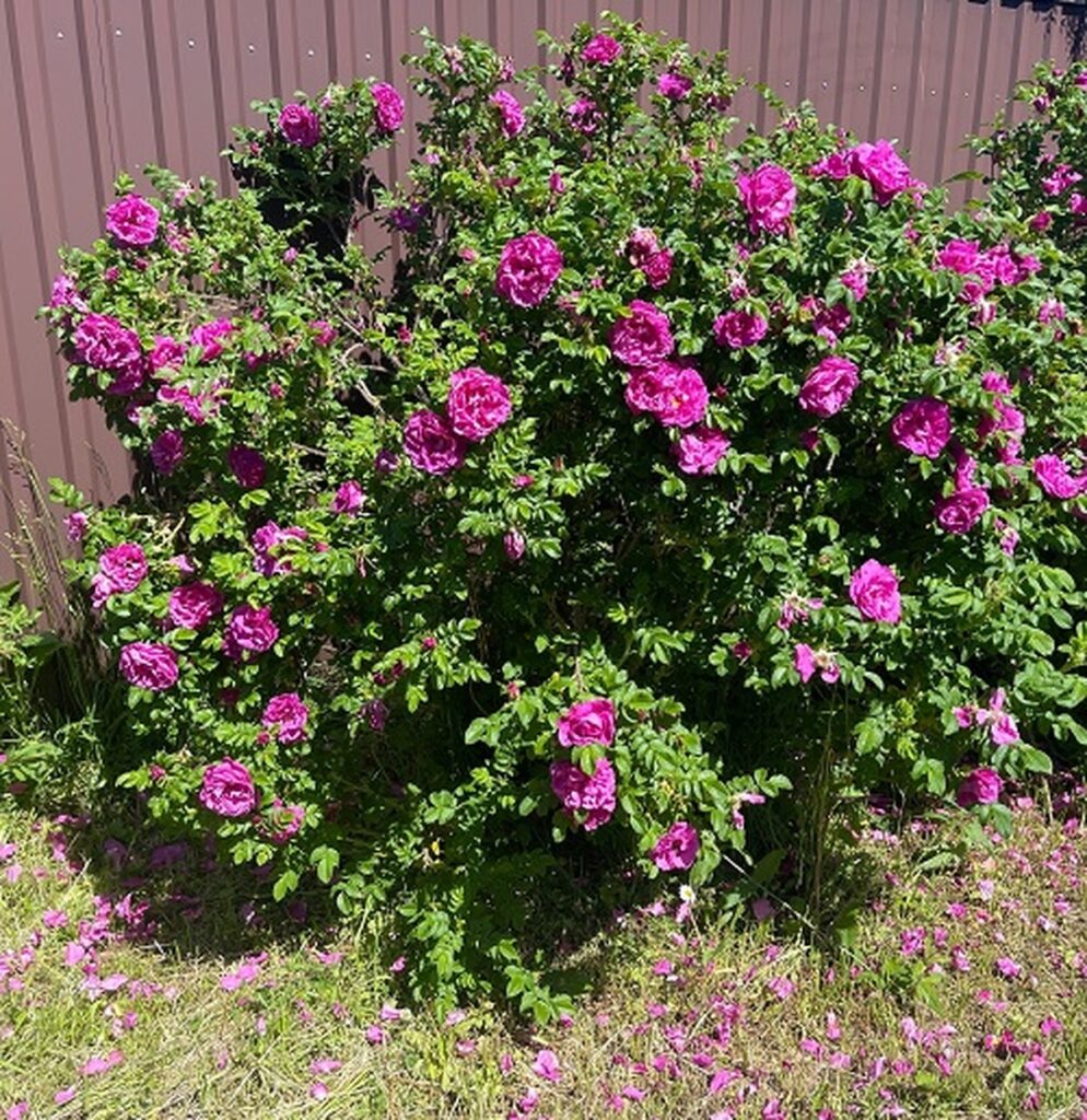 52 Amazing California Native Plants for Your Dreamy Garden