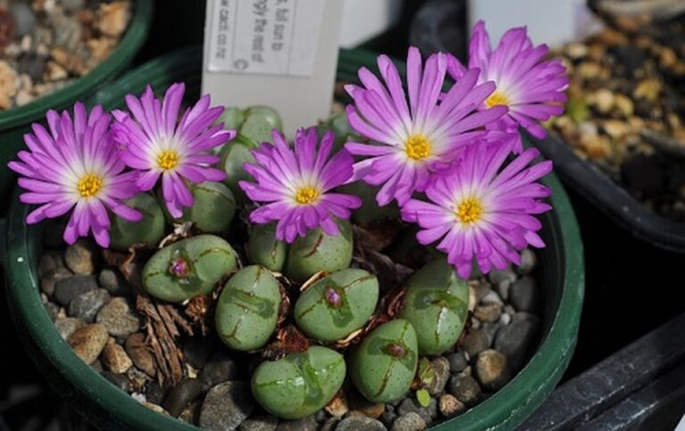 94 Perfect Types of Conophytum Varieties for Plant Lovers