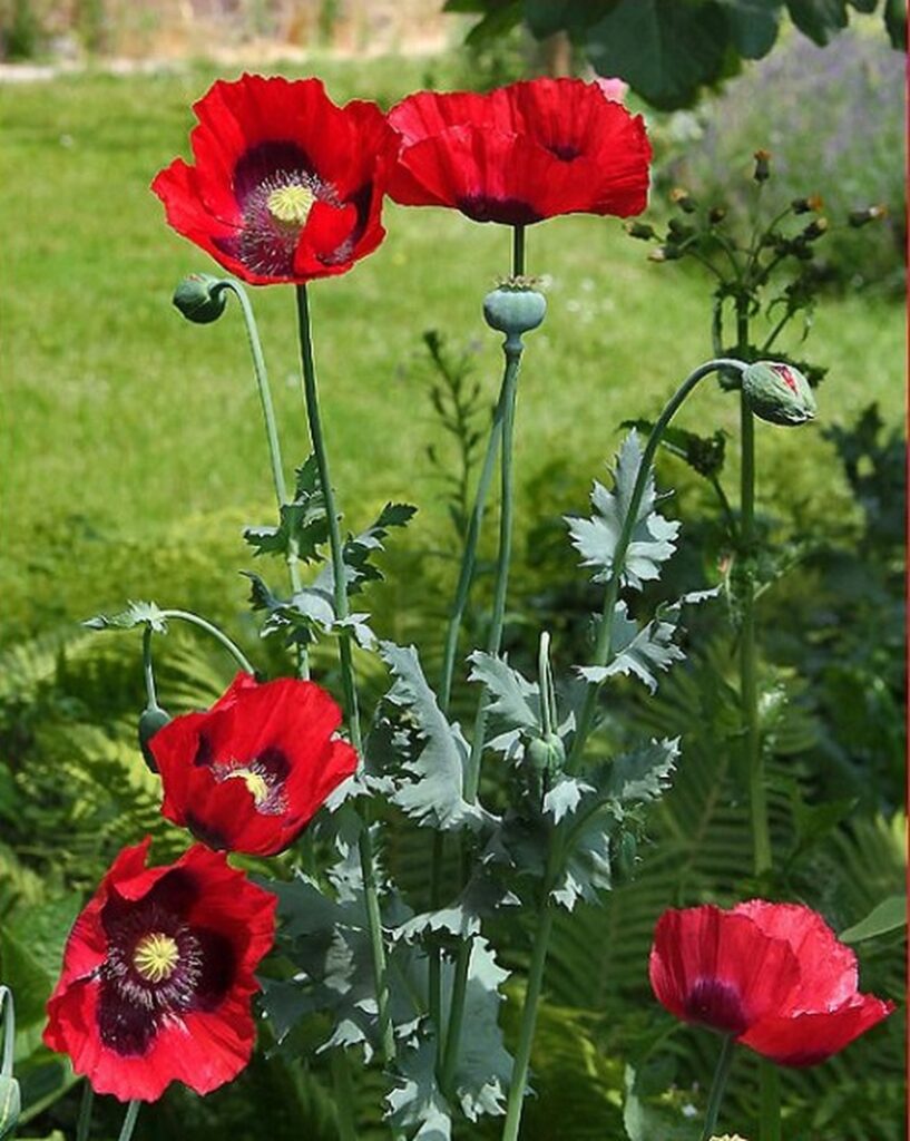 19 Amazing Flowers with 5 Petals That Brighten Any Garden