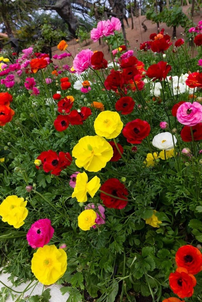 32 Enchanting Chinese Flowers That Bloom With Eastern Charm