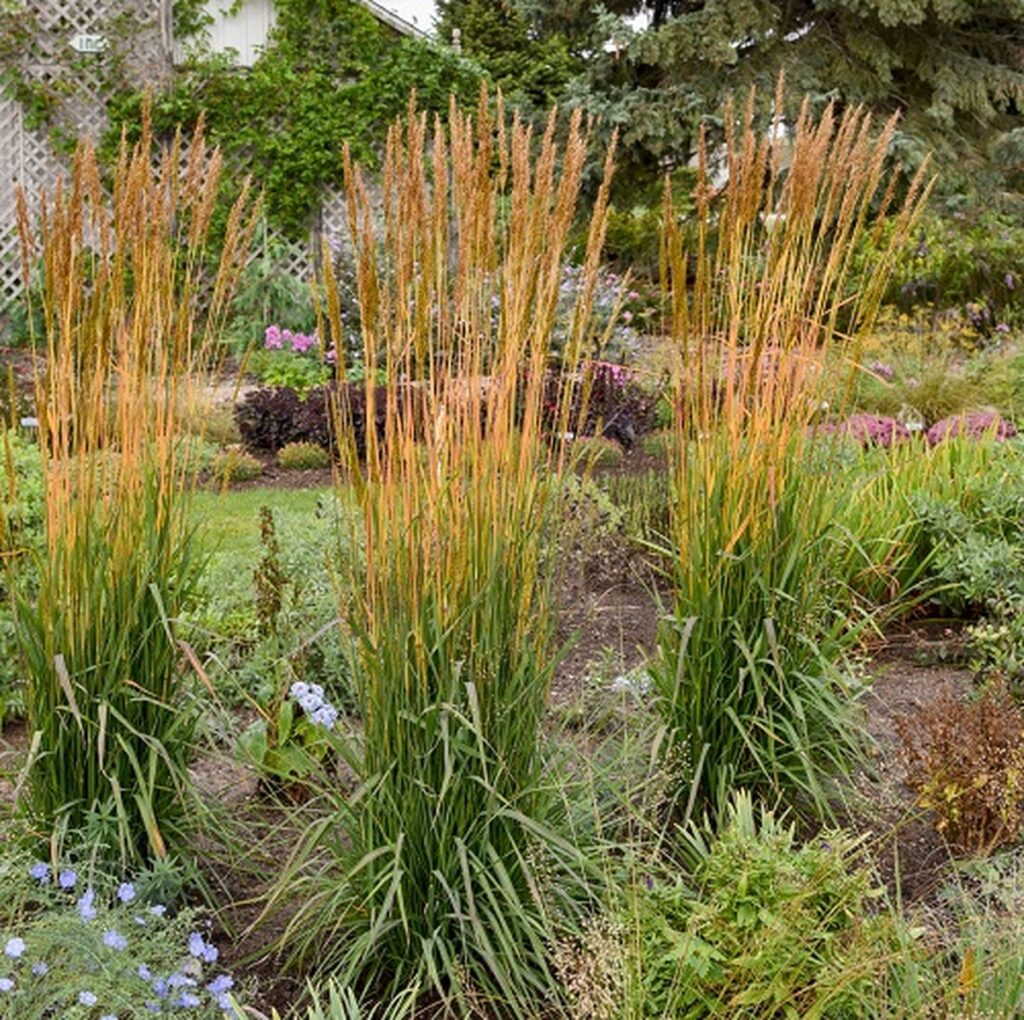 11 Ideal Grasses that Flower for Gardens