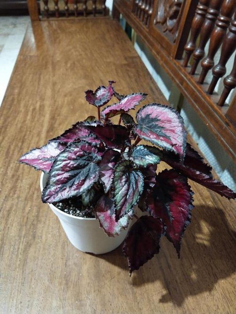 30 Gorgeous Types of Rex Begonia Varieties to Fall For