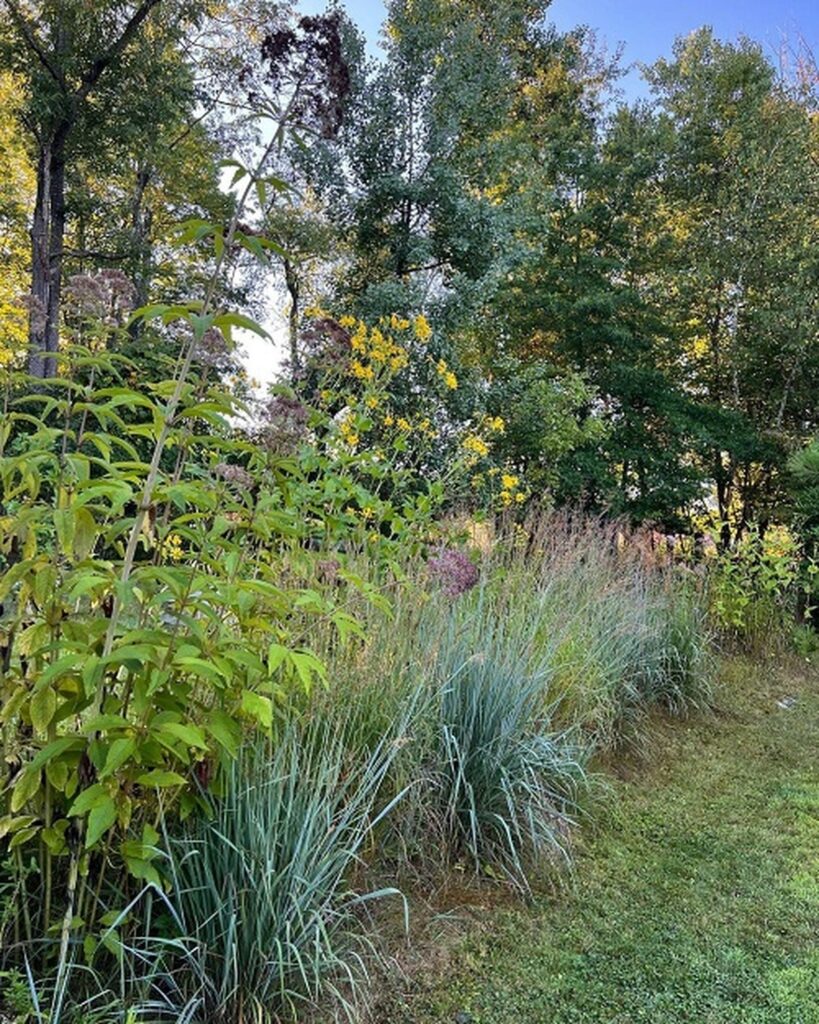15 Stunning Tall Grasses for Privacy That Transform Your Space