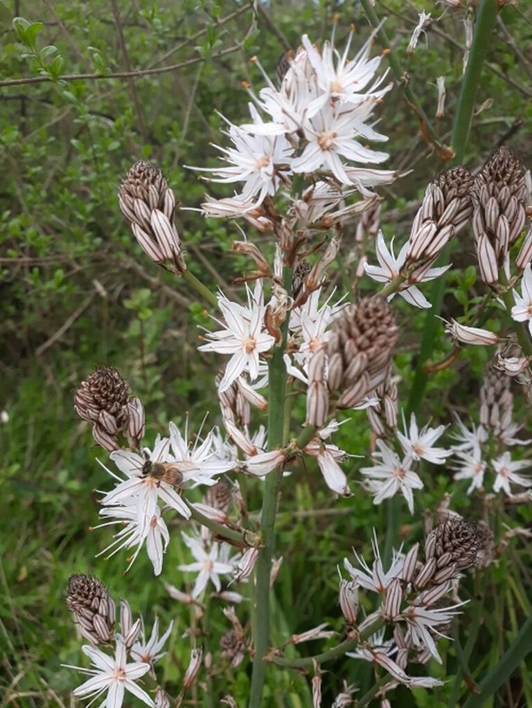 13 Beautiful Flowers that Represent Death: A Meaningful Journey