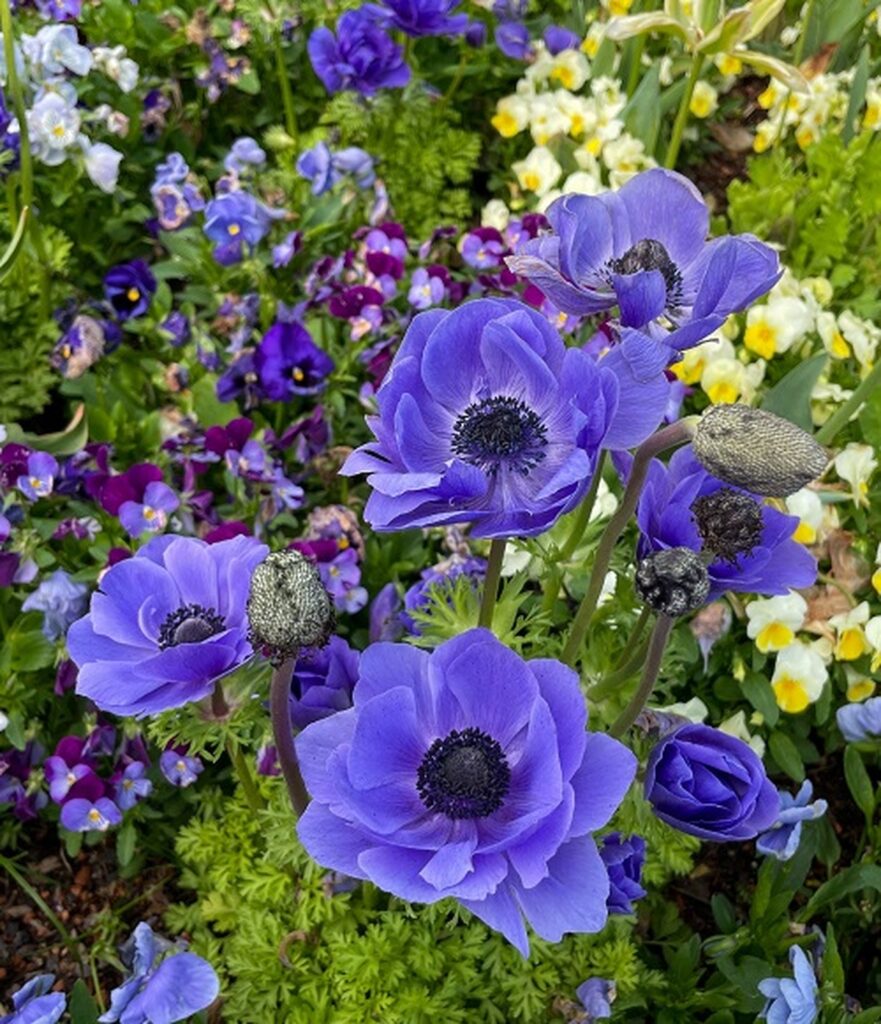 17 Stunning Navy Blue Flowers to Brighten Your Garden