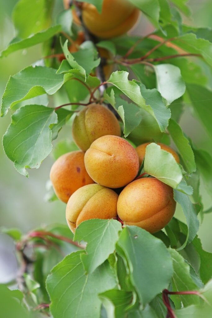 34 Fascinating Man Made Fruits That Will Amaze Your Taste Buds