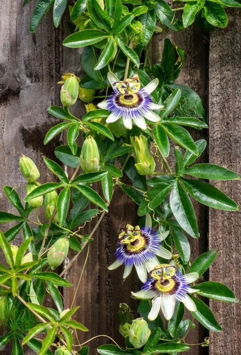 25 Gorgeous Evergreen Vines for Stunning Year-Round Beauty